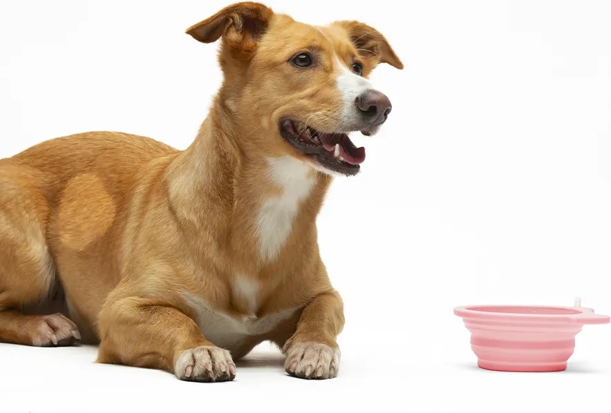 United Pets Cestovní miska skládací MUZZLE pro psy 500 ml růžová