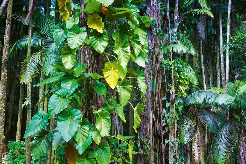 DIMEX | Samolepicí vliesová fototapeta na zeď Listy v tropické džungli MA-5-1597 | 375 x 250 cm | zelená, hnědá