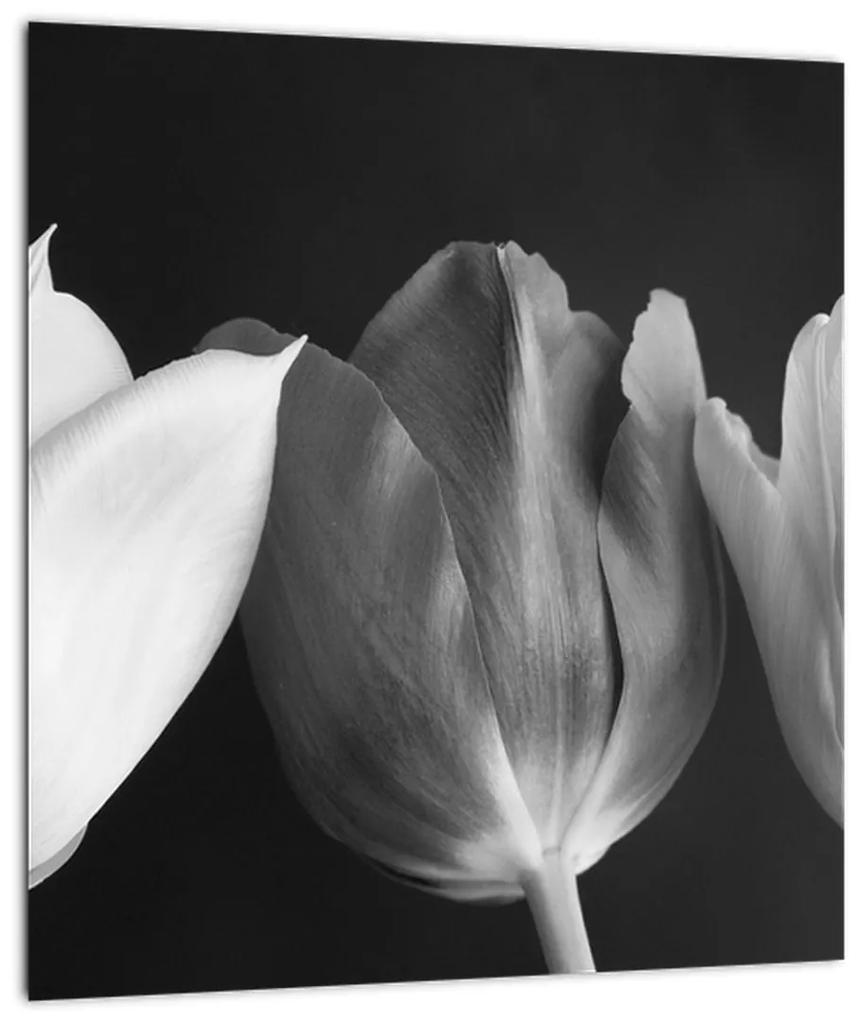 Obraz - Černobílé květy tulipánů (30x30 cm)