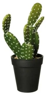 Kaktus indický fík 26 cm ASA Selection
