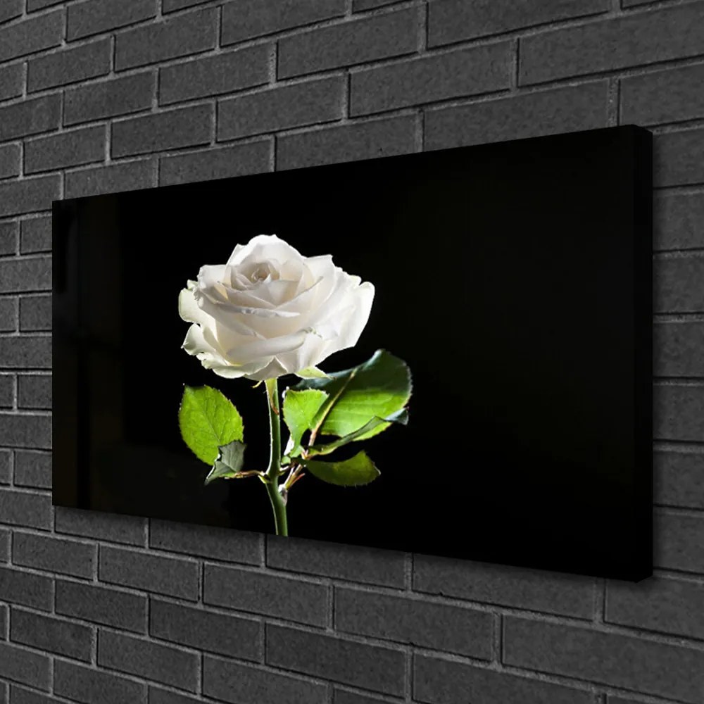 Obraz na plátně Růže Květ Rostlina 120x60 cm