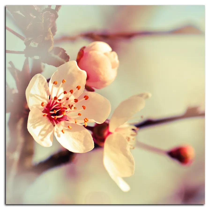 Obraz na plátně - Květ třešně - čtverec 358A (50x50 cm)