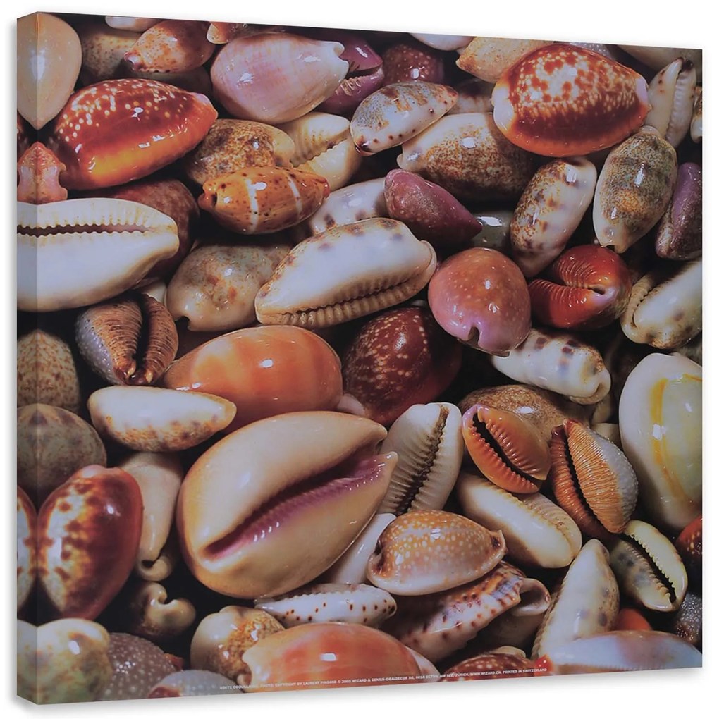 Gario Obraz na plátně Malé mušle zblízka Rozměry: 30 x 30 cm