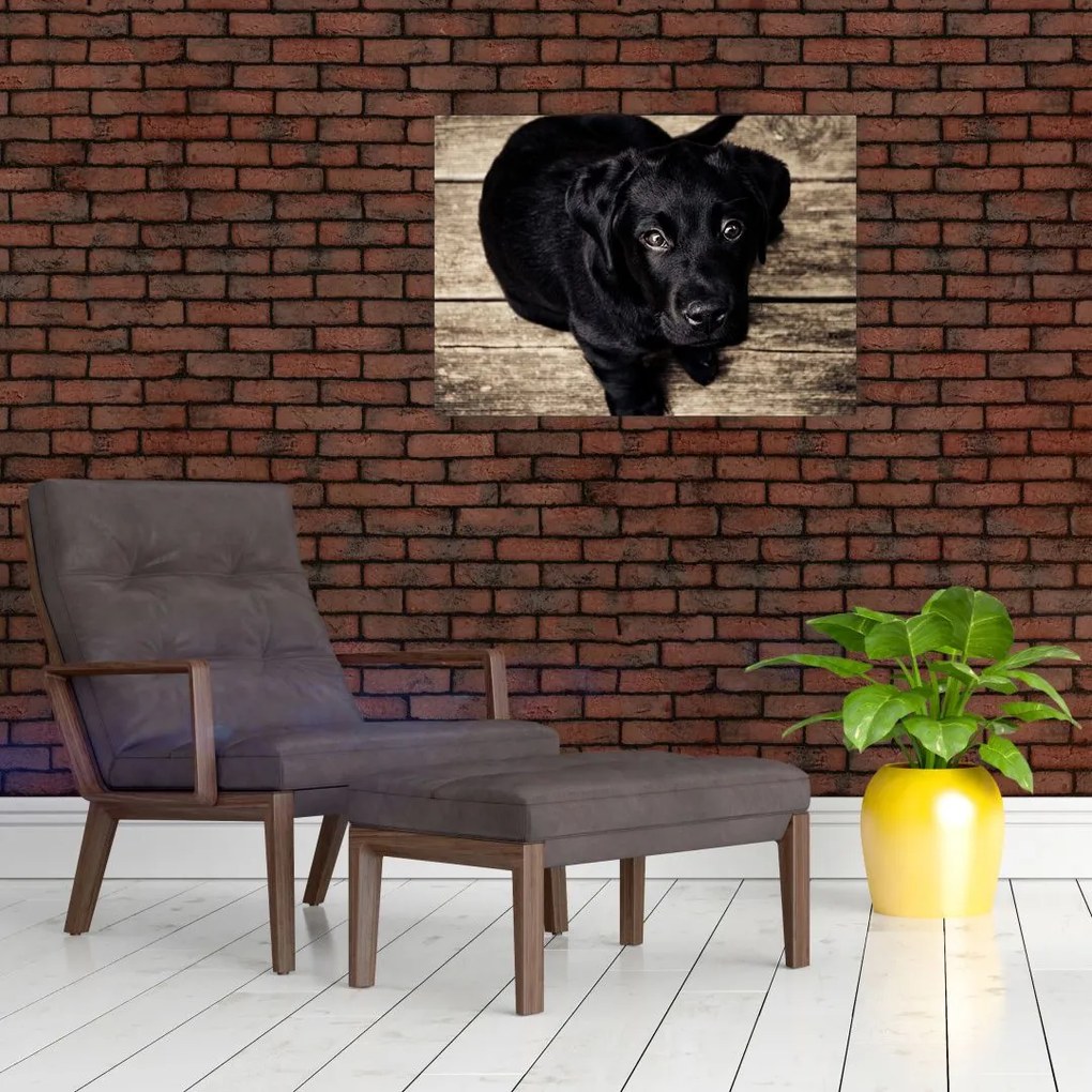 Skleněný obraz černého štěněte (70x50 cm)