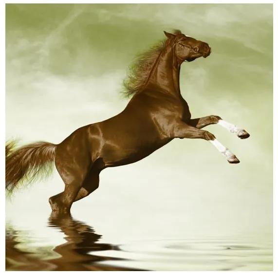 Obraz hnědého koně na zadních  (50x50 cm), 40 dalších rozměrů