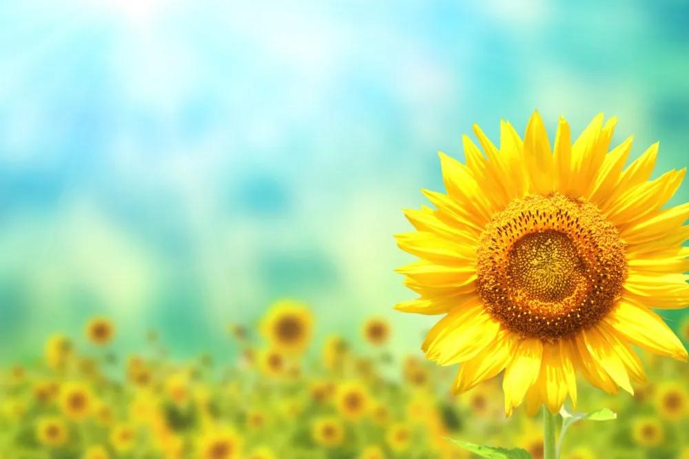 Vícedílný obraz Dekorativní 3D Květy Slunečnice Nedostatek Nedostatek Plátno Canvas 60x40