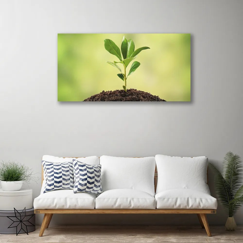 Obraz na plátně Půda Rostlina Růst 125x50 cm
