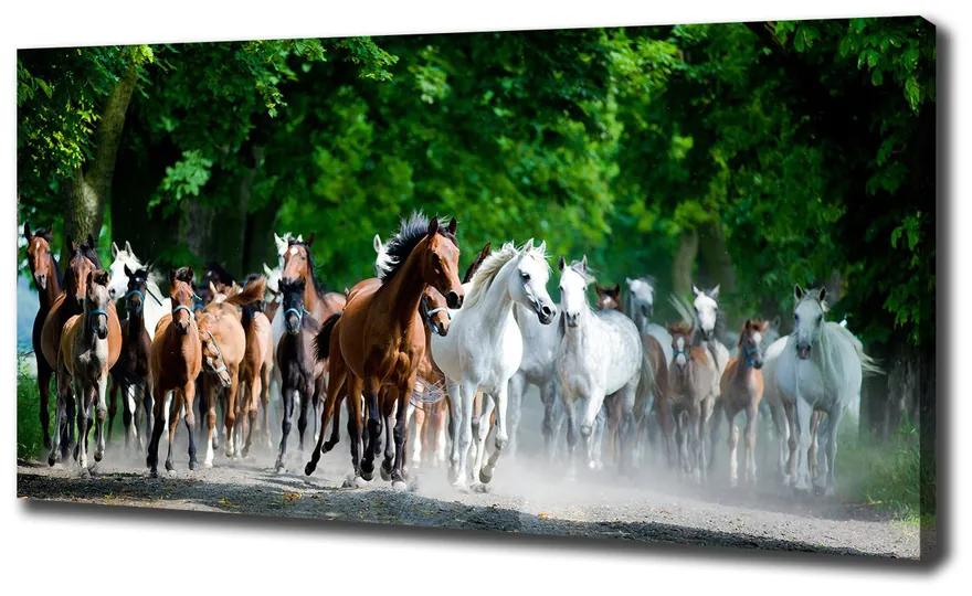 Wallmuralia Foto obraz na plátně Koně ve cvalu 140x70 cm
