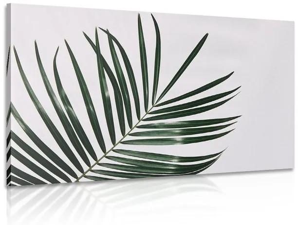 Obraz nádherný palmový list Varianta: 90x60