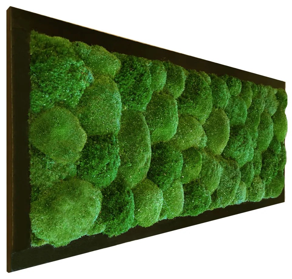 WOODILO Mechový obraz 206 | kopečkový mech | středně zelená Rozměr obrazu: 50x50 cm, Barva rámu: Tmavě šedá, Síla rámu (pohledová): 3,7 cm