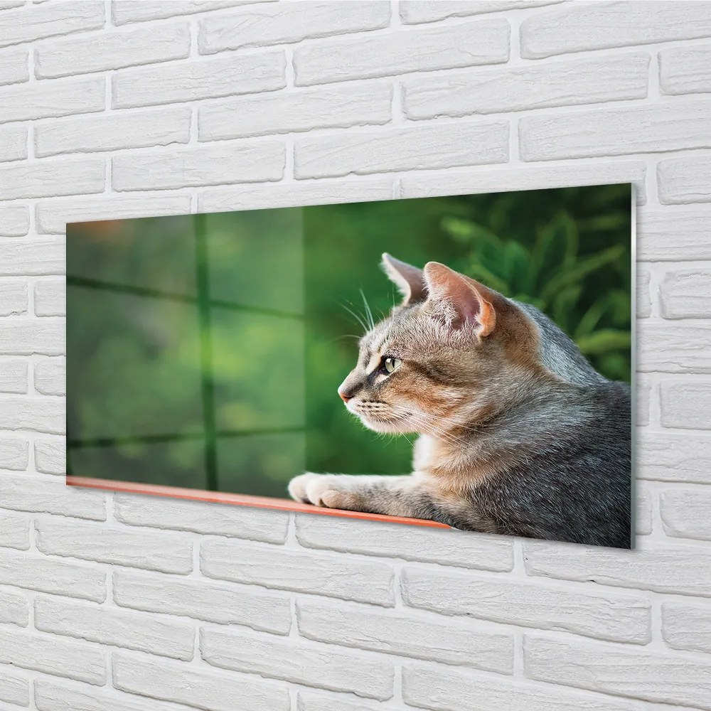 akrylový obraz vypadající kočka 100x50 cm