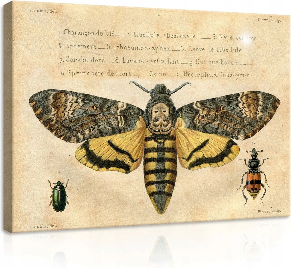 Obraz 70x50 Motýl mrtvá hlavička Acherontia brouci hmyz entomologie