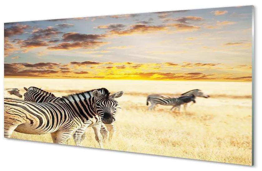 Obraz na skle Zebry pole sunset 140x70 cm