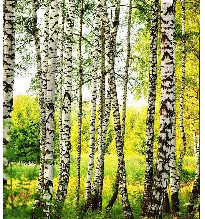 Vliesová fototapeta Březový les 225 x 250 cm + lepidlo zdarma / MS-3-0094 vliesové fototapety na zeď DIMEX