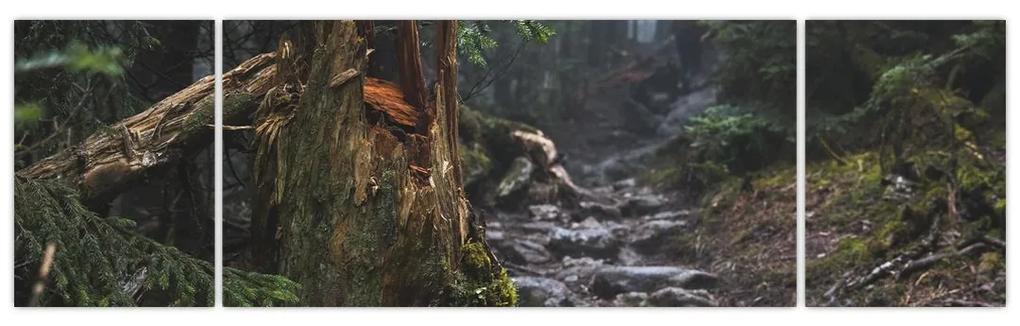 Obraz - V lese (170x50 cm)