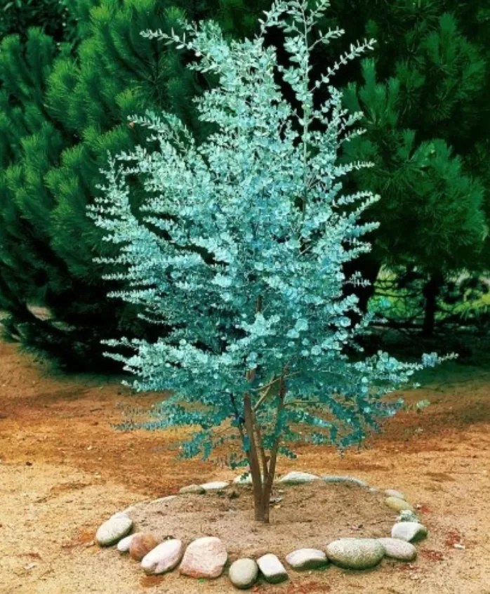 Eukalyptus gunnii 'Azura' 90 cm - Blahovičník