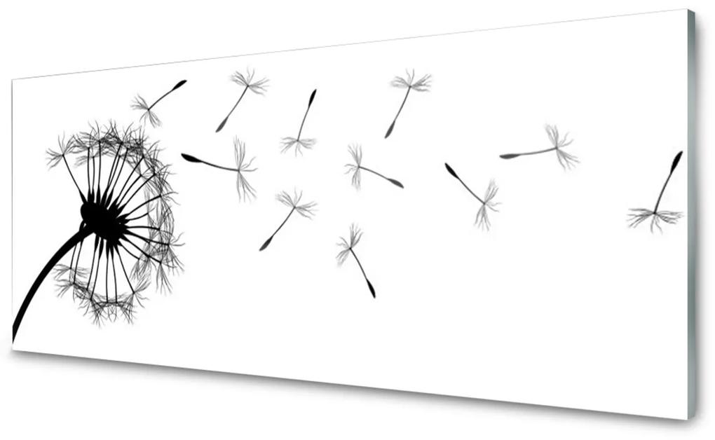 Plexisklo obraz Pampeliška Květ
