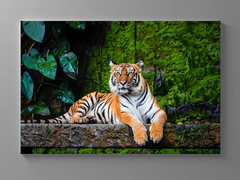 Liox Obraz ležící tygr Rozměr: 120 x 80 cm
