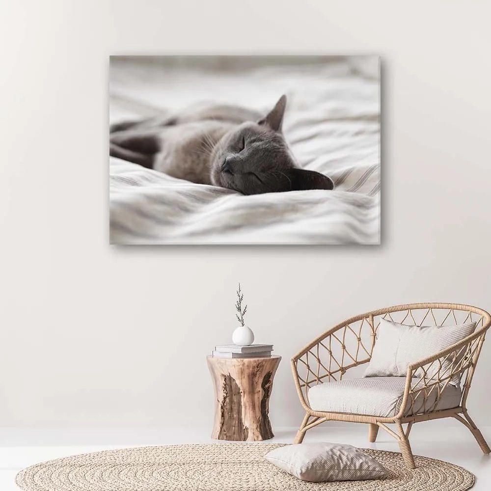 Gario Obraz na plátně Spící kočka Rozměry: 60 x 40 cm