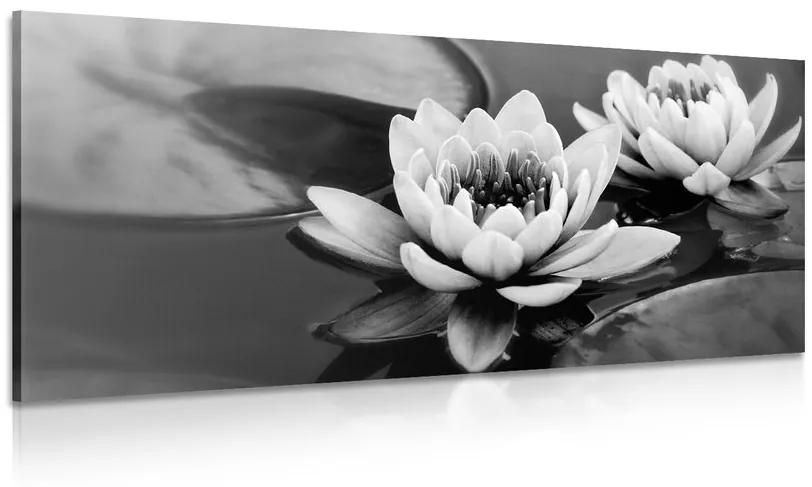 Obraz lotosový květ v jezeře v černobílém provedení Varianta: 100x50