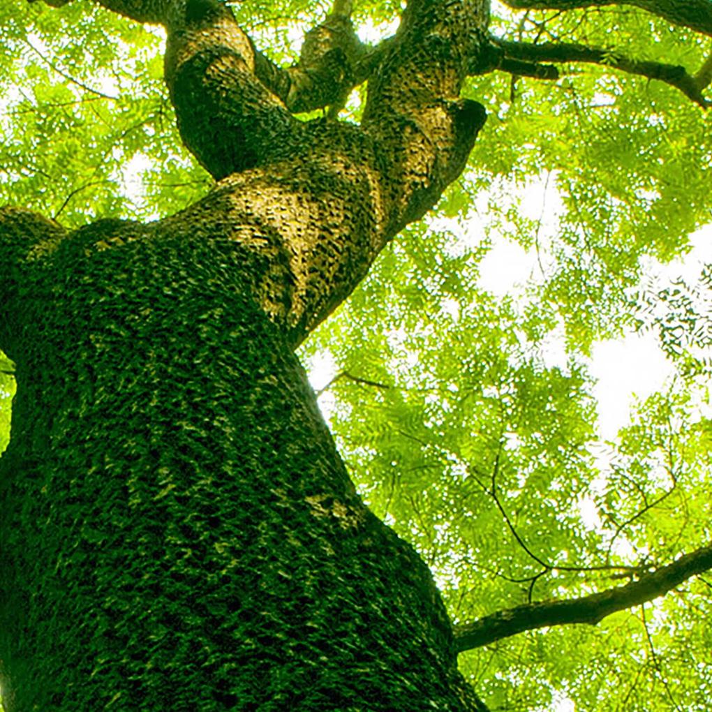 Malvis Tapeta Zelená koruna Vel. (šířka x výška): 432 x 290 cm