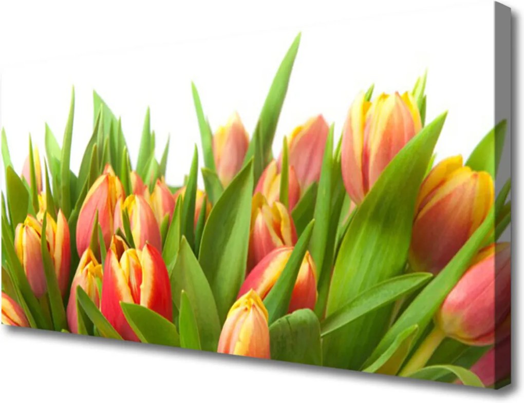 Obraz Canvas Tulipány Květiny Rostlina