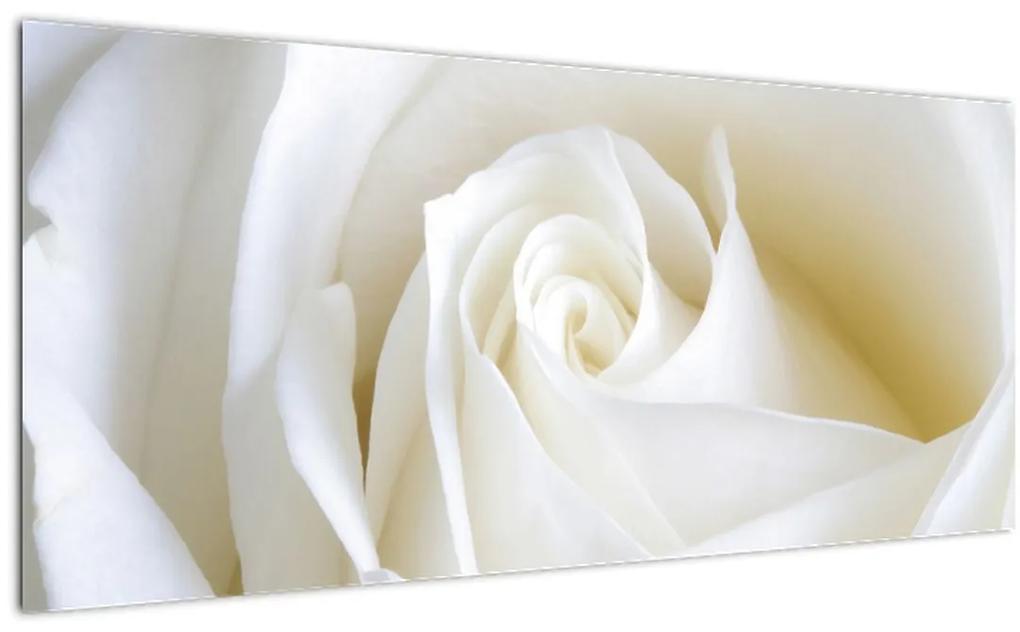 Obraz bílé růže (100x40 cm), 40 dalších rozměrů