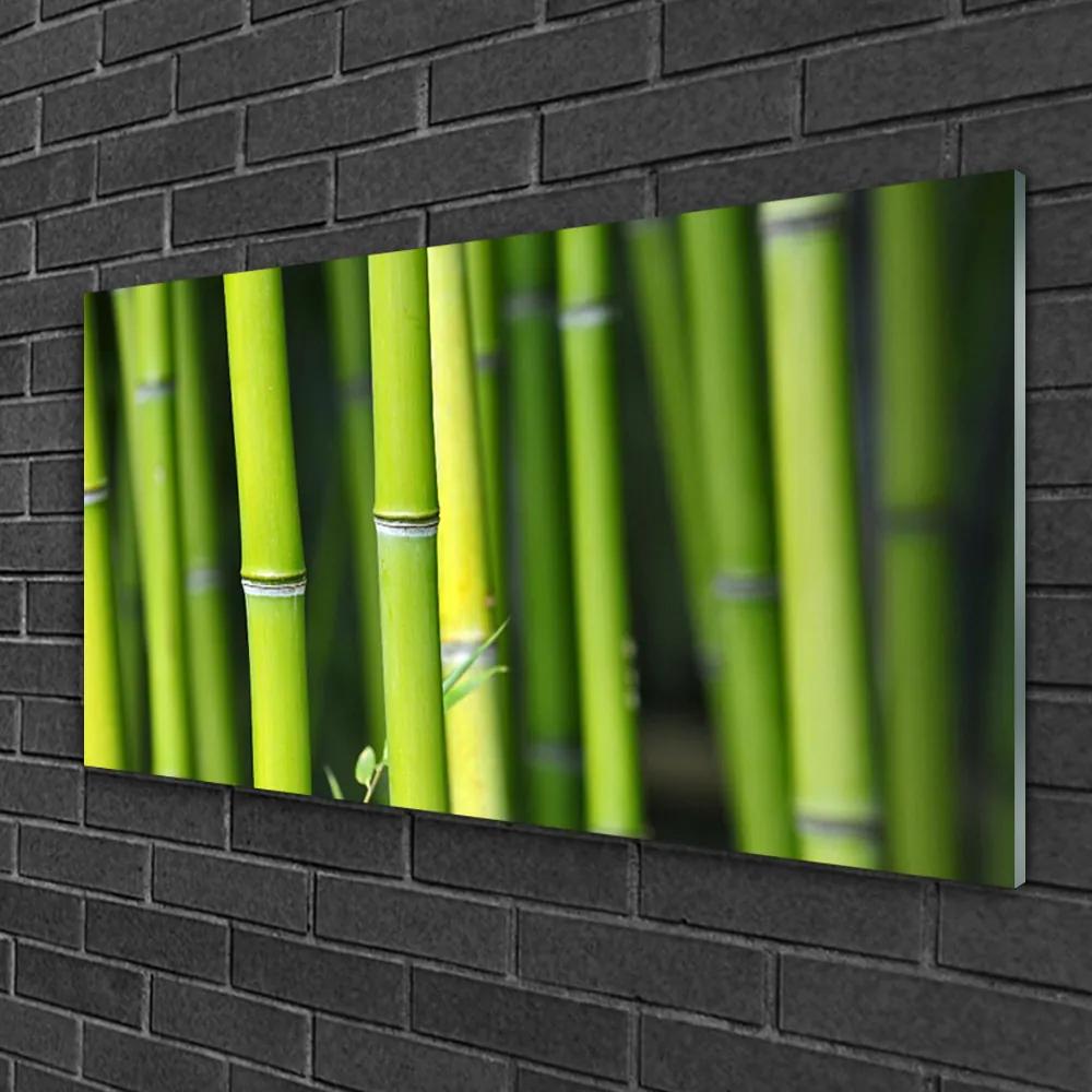 Obraz na skle Bambus Příroda Rostlina 120x60 cm