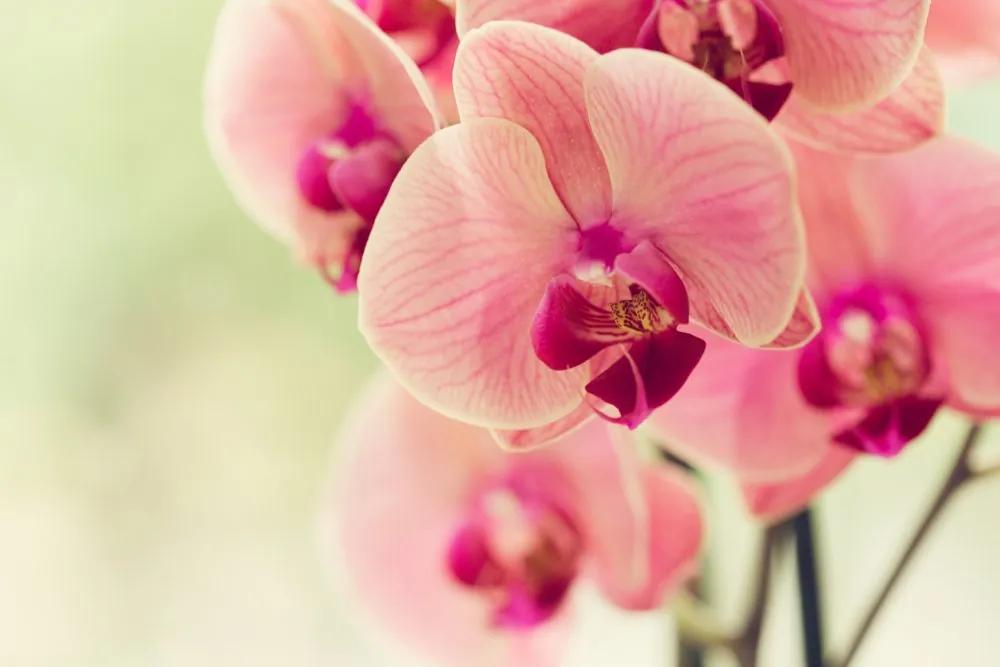 Fototapeta Krásná Orchidej Omyvatelný vlies 315x210