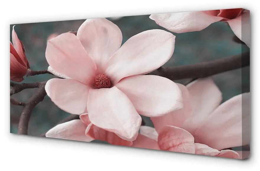 Obrazy na plátně růžové květy 100x50cm