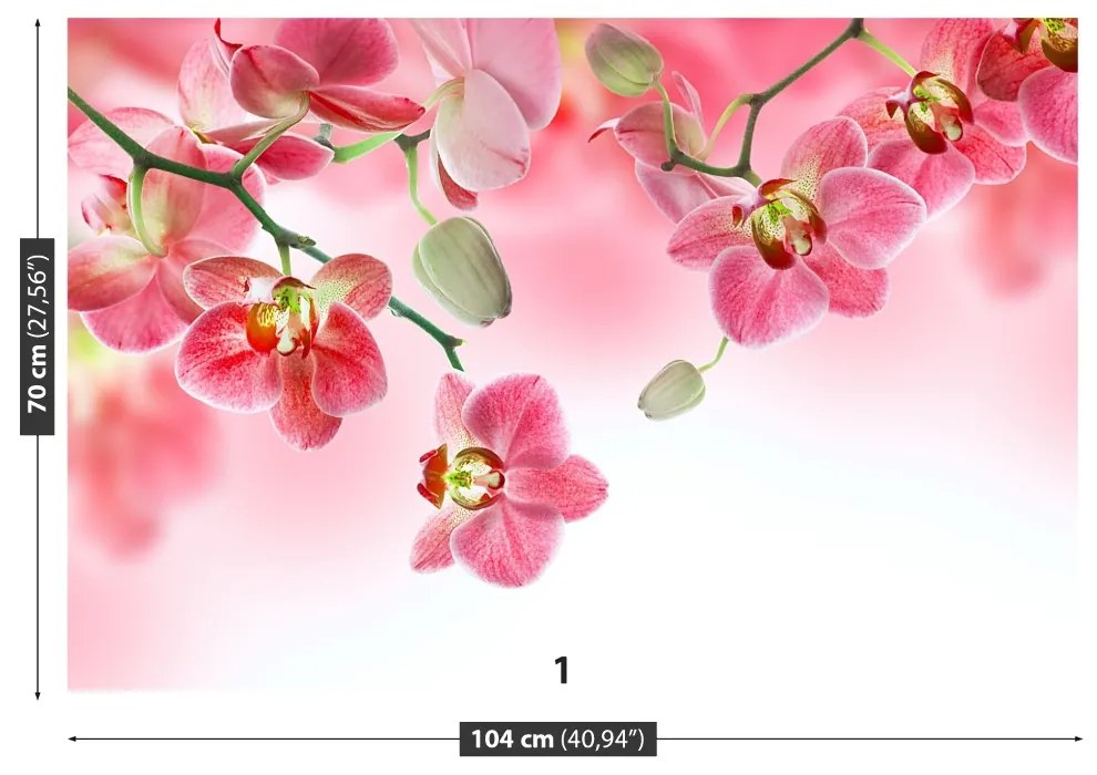 Fototapeta Tropické orchideje