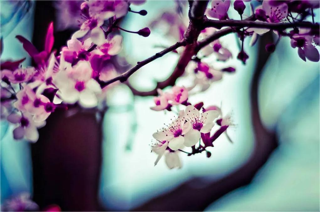 Obraz na plátně - květy třešně (90x60 cm) - InSmile ®