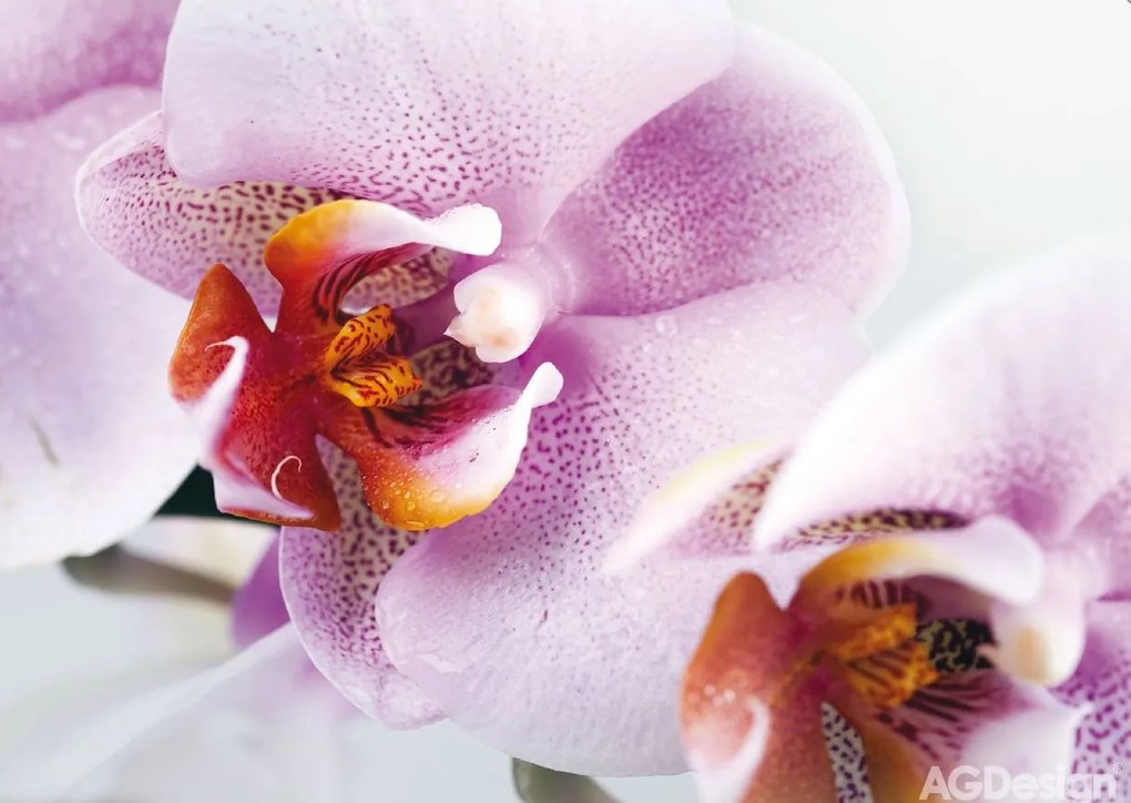 Plakát vliesový FTNM 2633 růžová orchidej 160 x 110 cm - 1 dílný