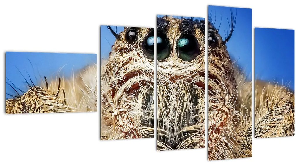 Obraz detailu pavouka (110x60 cm), 40 dalších rozměrů