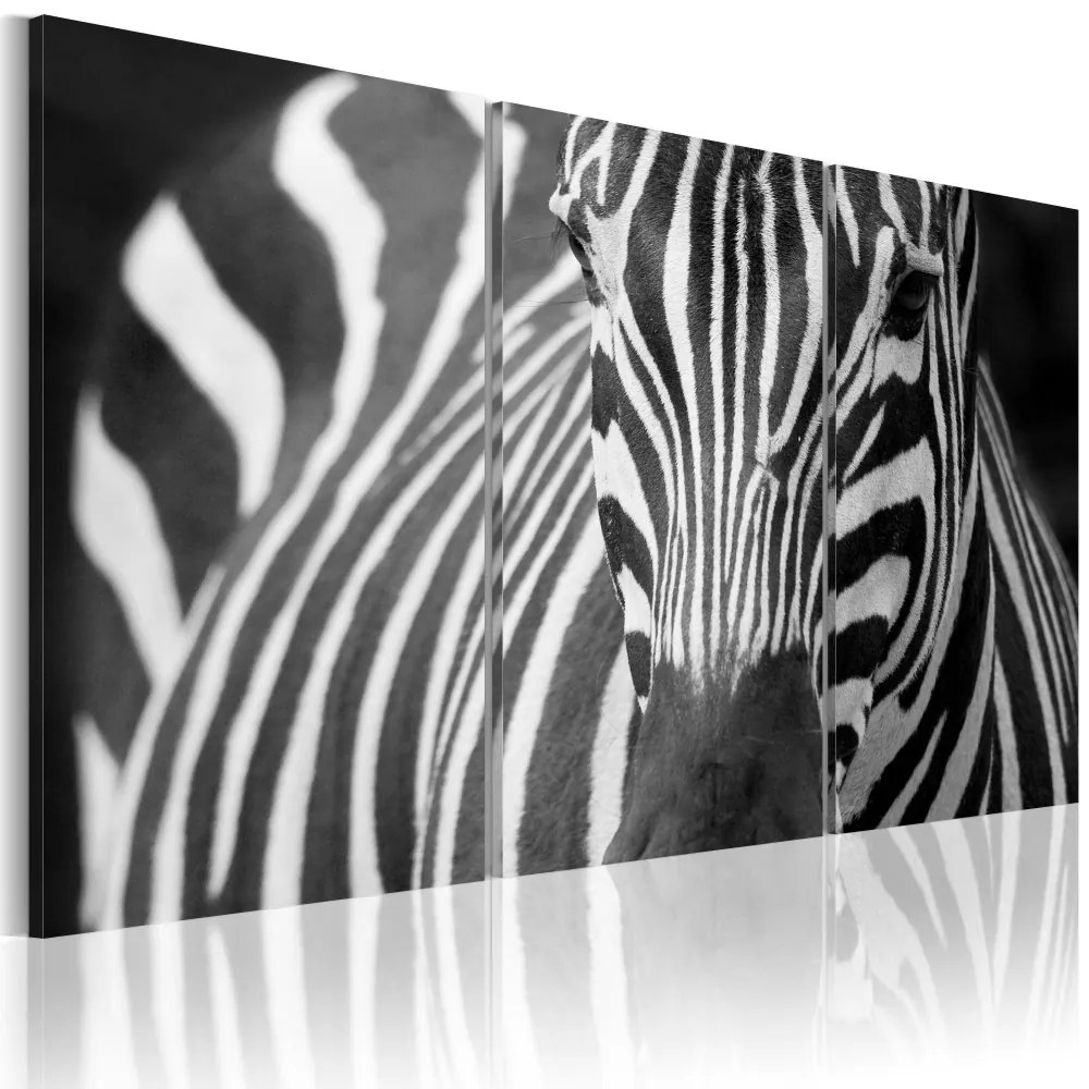Obraz na plátně Bimago - Mrs. Zebra 60x40 cm