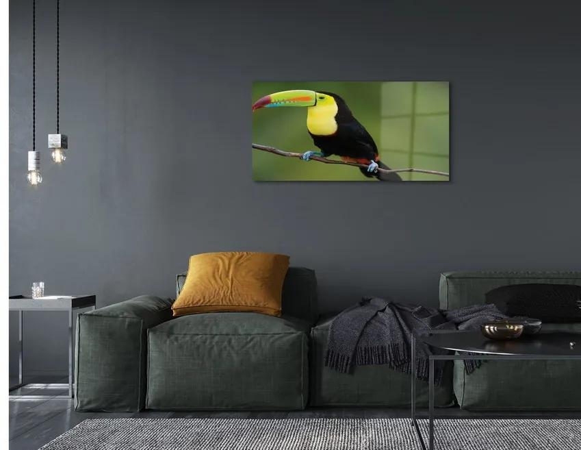 Obraz na skle Barevné papoušek na větvi 120x60 cm
