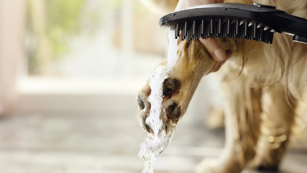 Hansgrohe DogShower, ruční sprcha pro psa, černá matná, HAN-26640670