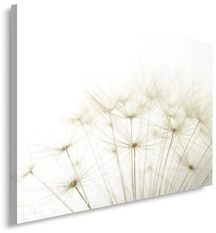 CARO Obraz na plátně - Fragment Dandelion 40x30 cm