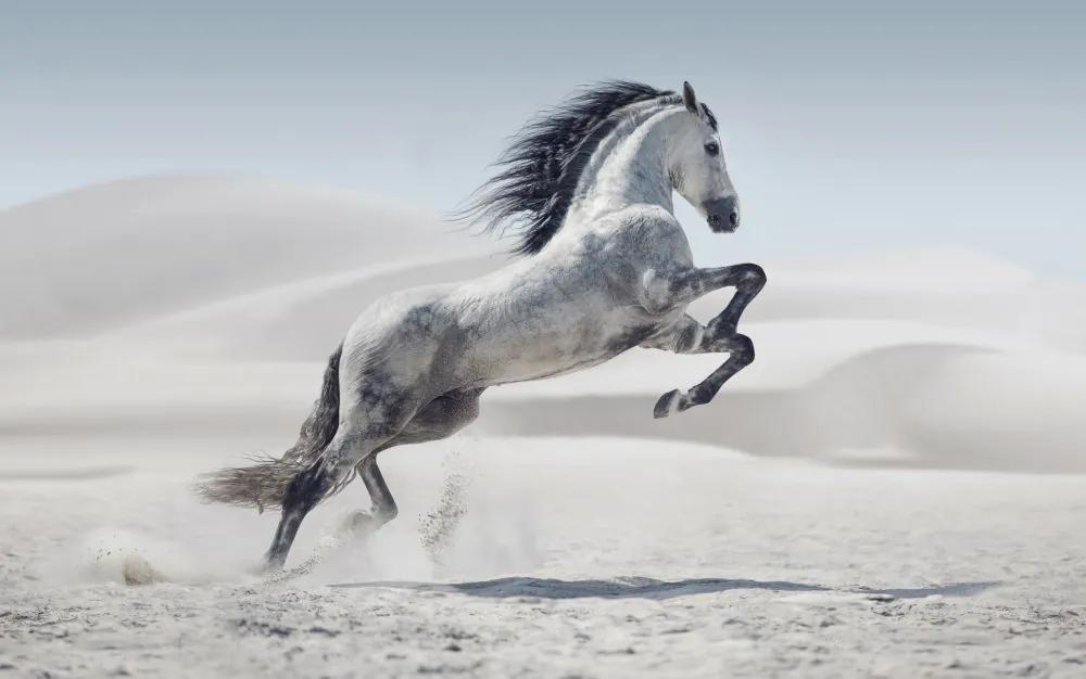Vícedílný obraz Kůň V Poušti 3D Nedostatek Nedostatek Plátno Canvas 160x100