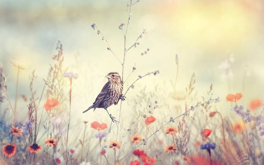 Vícedílný obraz Pták Mezi Divokými Květinami Nedostatek Nedostatek Plátno Canvas 240x150