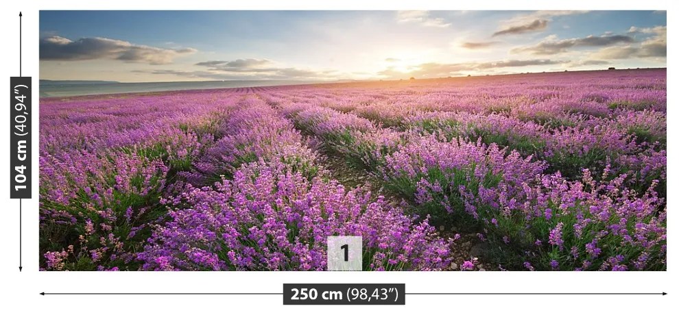 Fototapeta Lavender louka 104x70