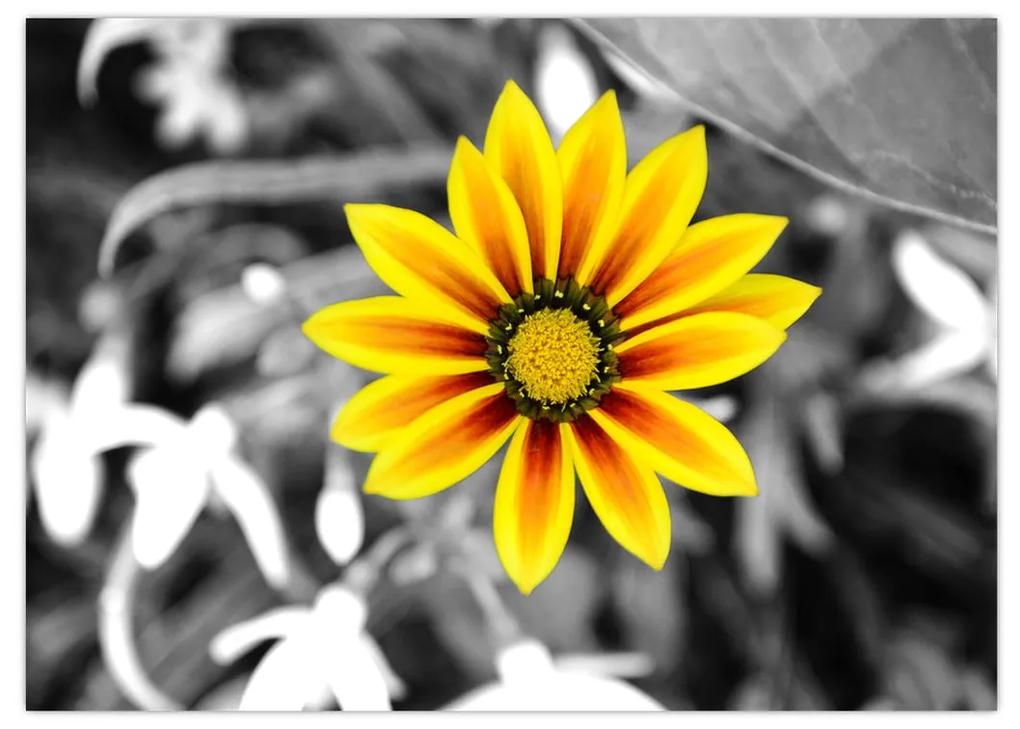 Obraz žluté květiny (70x50 cm)