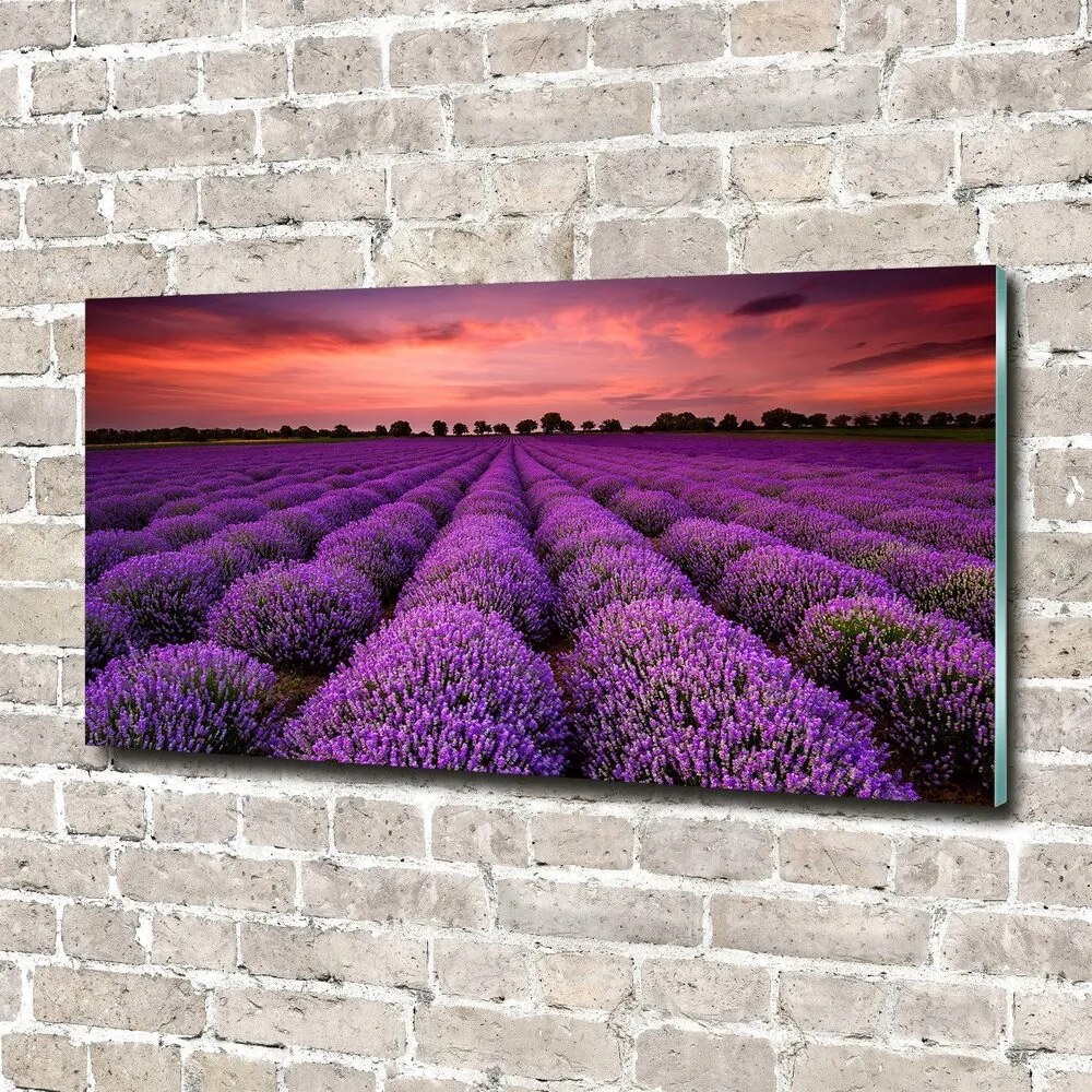 Wallmuralia Foto obraz fotografie na skle Pole levandule 140x70 cm