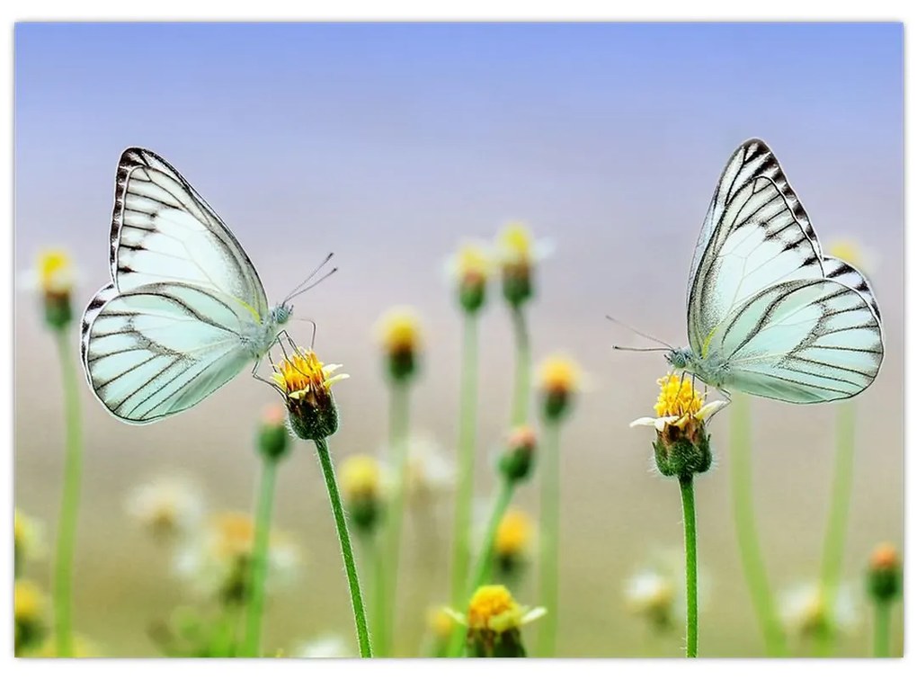 Skleněný obraz motýlů na květině (70x50 cm)