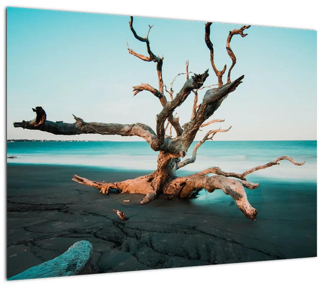 Skleněný obraz - Vyplaveno na pláži (70x50 cm)