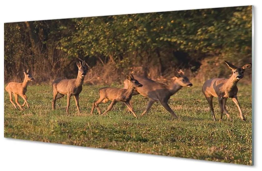 Obraz na skle Deer Golf svítání 120x60 cm