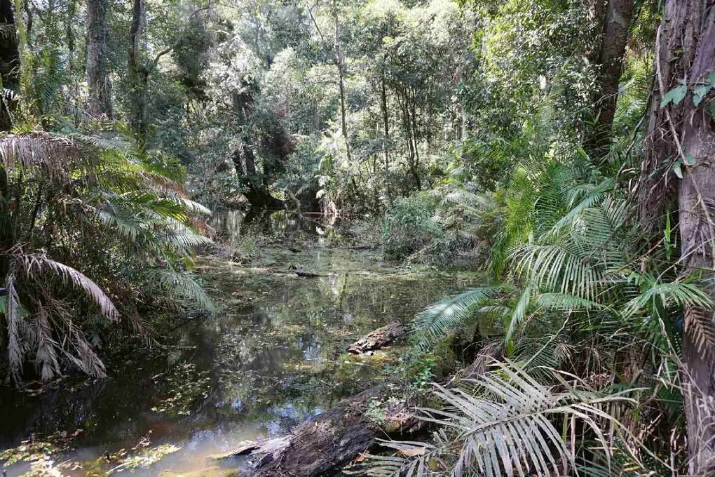 DIMEX | Samolepicí vliesová fototapeta na zeď Bažina v tropickém lese MA-5-1594 | 375 x 250 cm | zelená, šedá