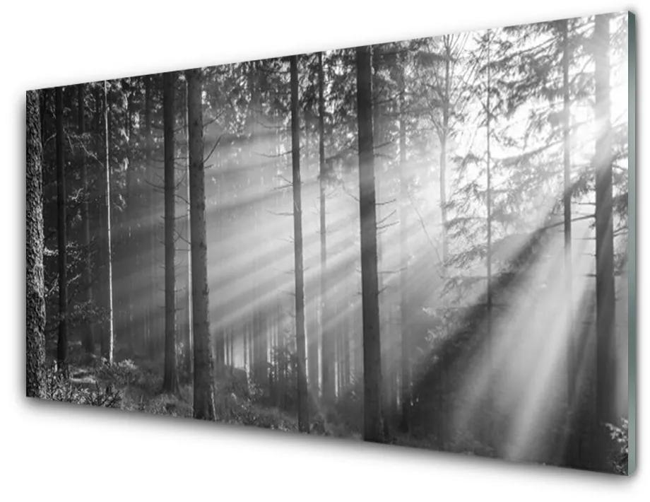 Obraz na skle Les Příroda Paprsky Slunce 140x70 cm