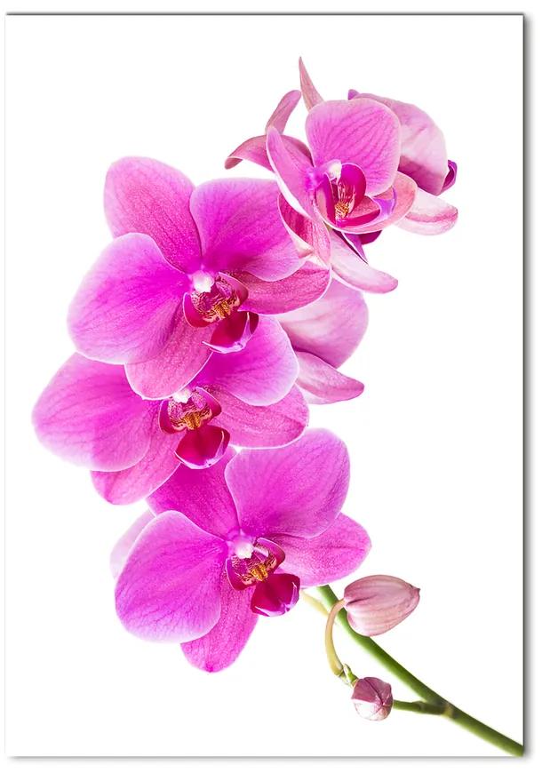 Wallmuralia Fotoobraz na skle Růžová orchidej 70x100 cm