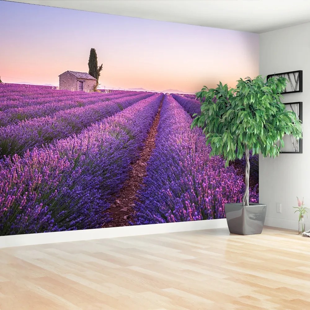 Fototapeta Provence levandule 104x70